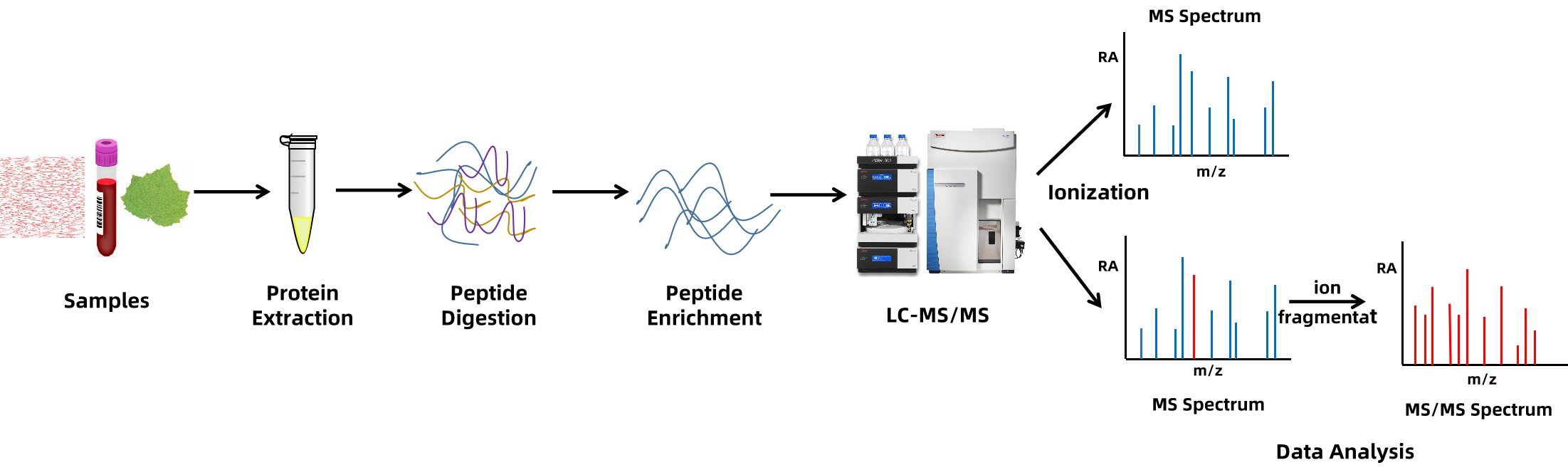 Protein Post Translational Modification Analysis Service MtoZ Biolabs Protein Post Translational Modification Analysis Service MtoZ Biolabs