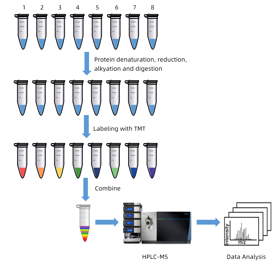 TMT Labeling Proteomics Service | MtoZ Biolabs