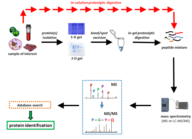 Mass Spec Protein Analysis Service MtoZ Biolabs