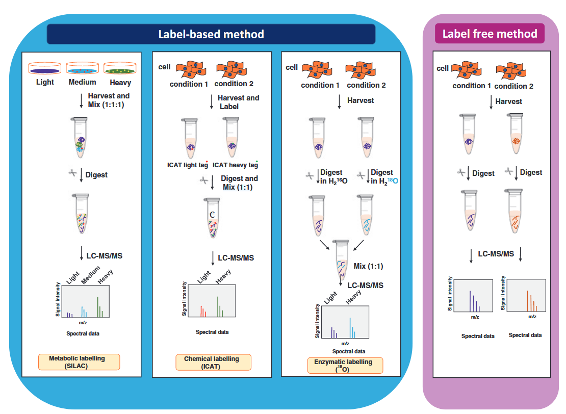 Mass Spec Protein Analysis Service MtoZ Biolabs