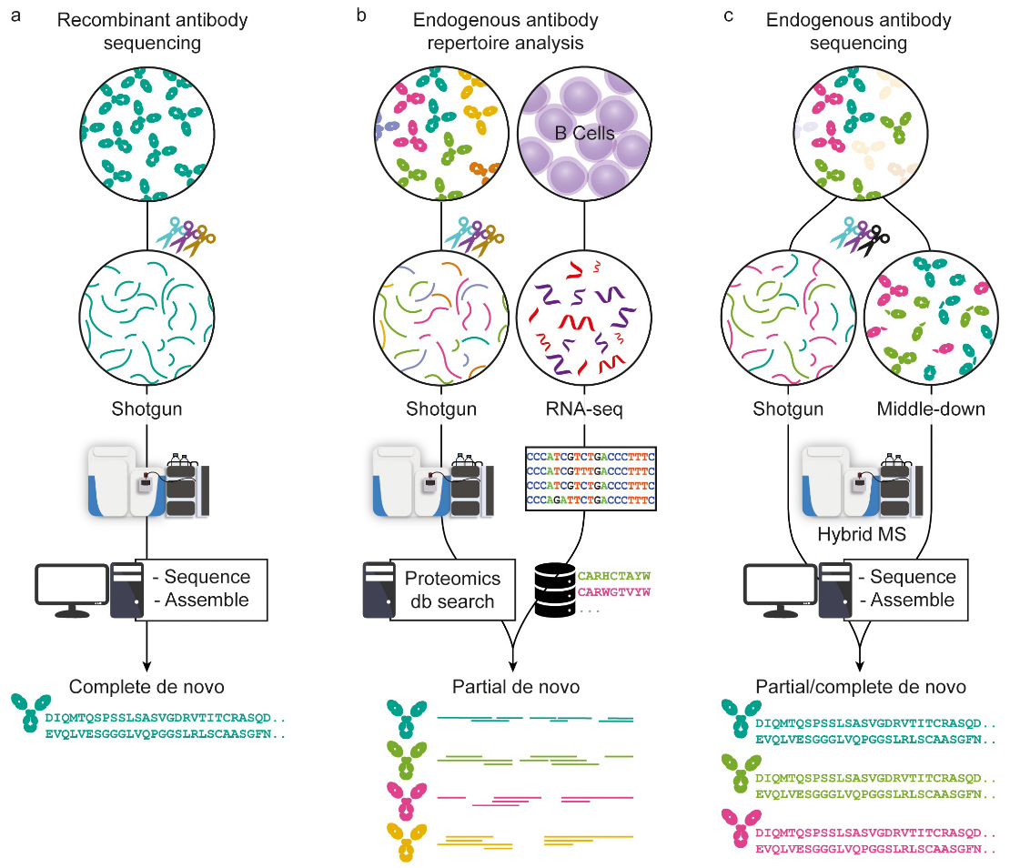 Mass Spec Protein Analysis Service MtoZ Biolabs