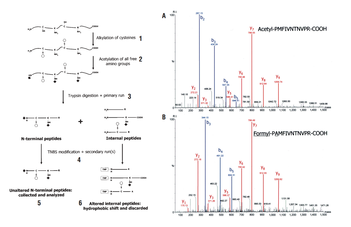 Protein N Terminal And C Terminal Analysis Service Mtoz Biolabs