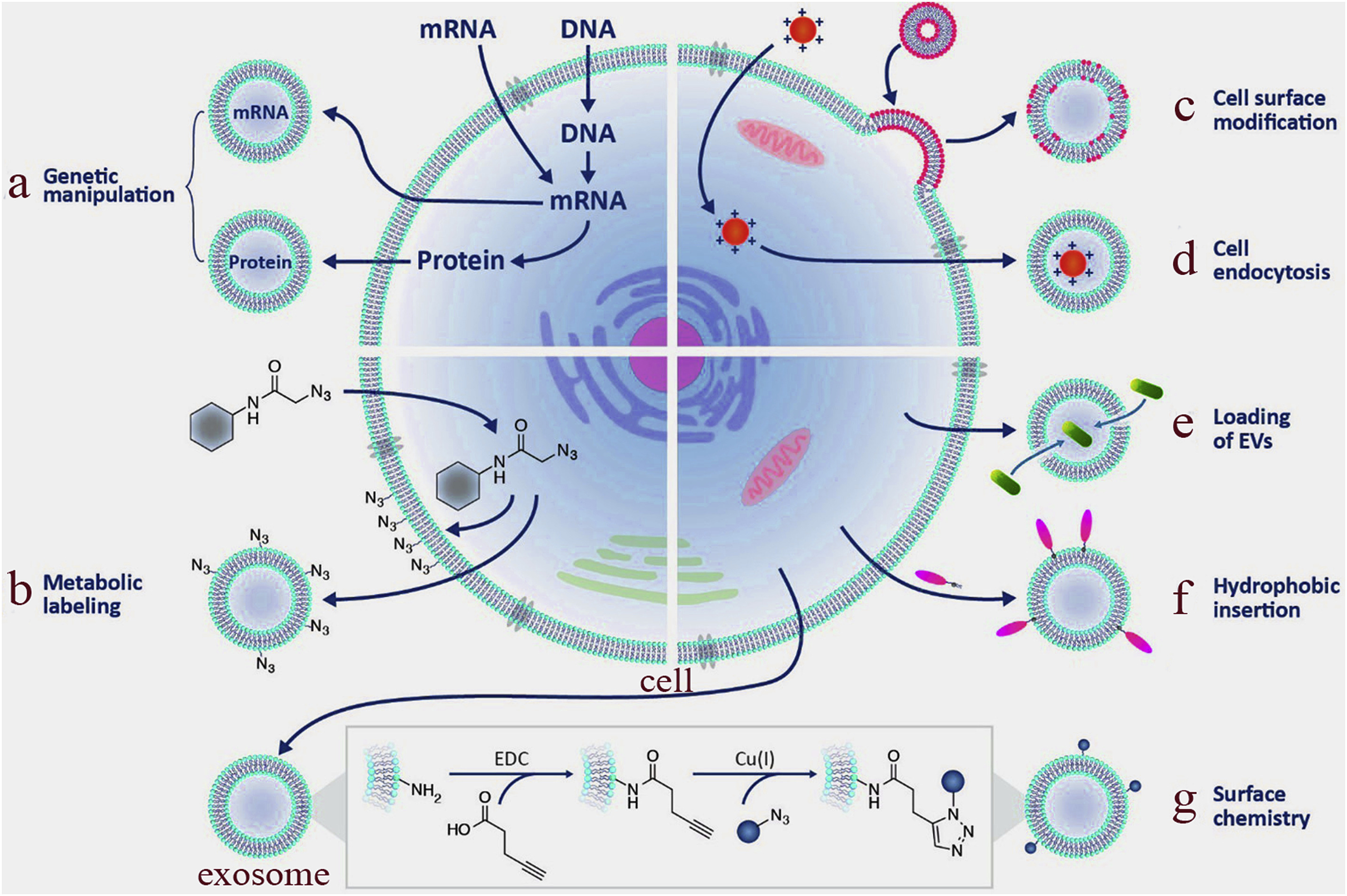 Exosome Modification Omics Analysis Service | MtoZ Biolabs Exosome Modification Omics Analysis Service | MtoZ Biolabs