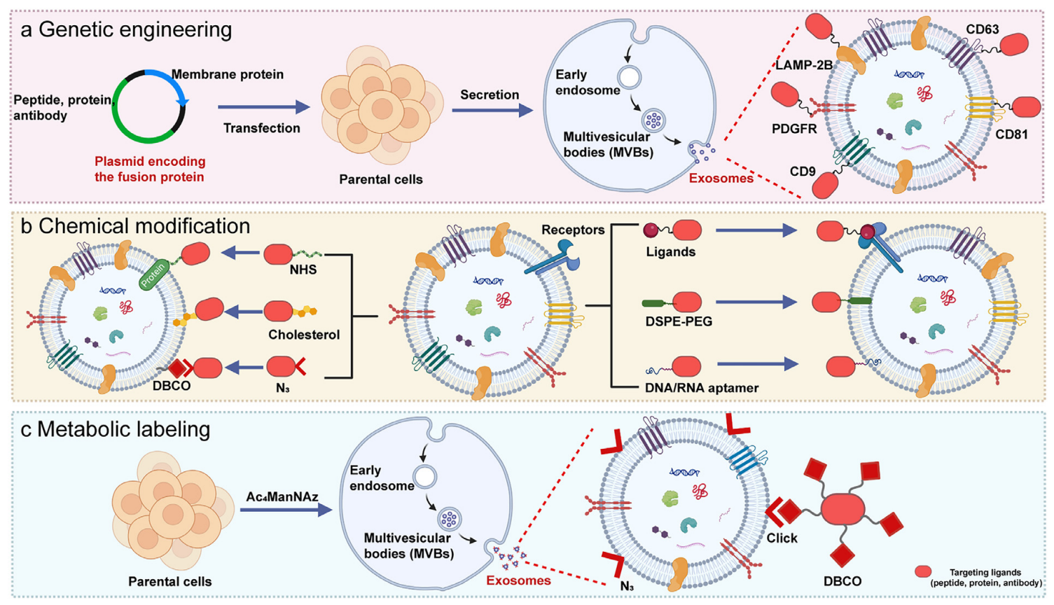 Disease-Targeted Exosome Modification Service | MtoZ Biolabs