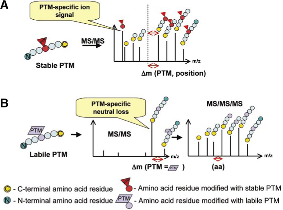 MS Based Post Translational Modification Analysis Service MtoZ Biolabs MS Based Post Translational Modification Analysis Service MtoZ Biolabs