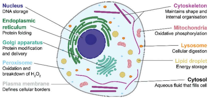 Subcellular Structures Protein Identification Service | MtoZ Biolabs