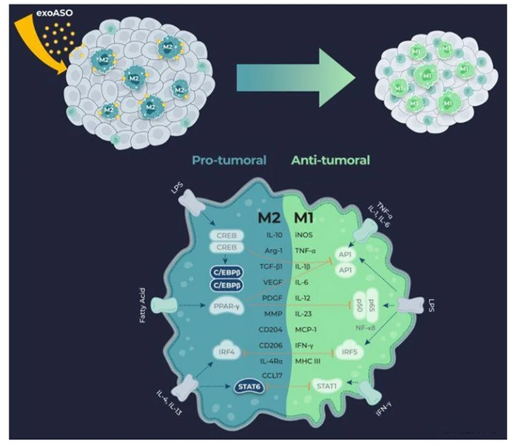Exosome-Mediated ASO Delivery Service | MtoZ Biolabs
