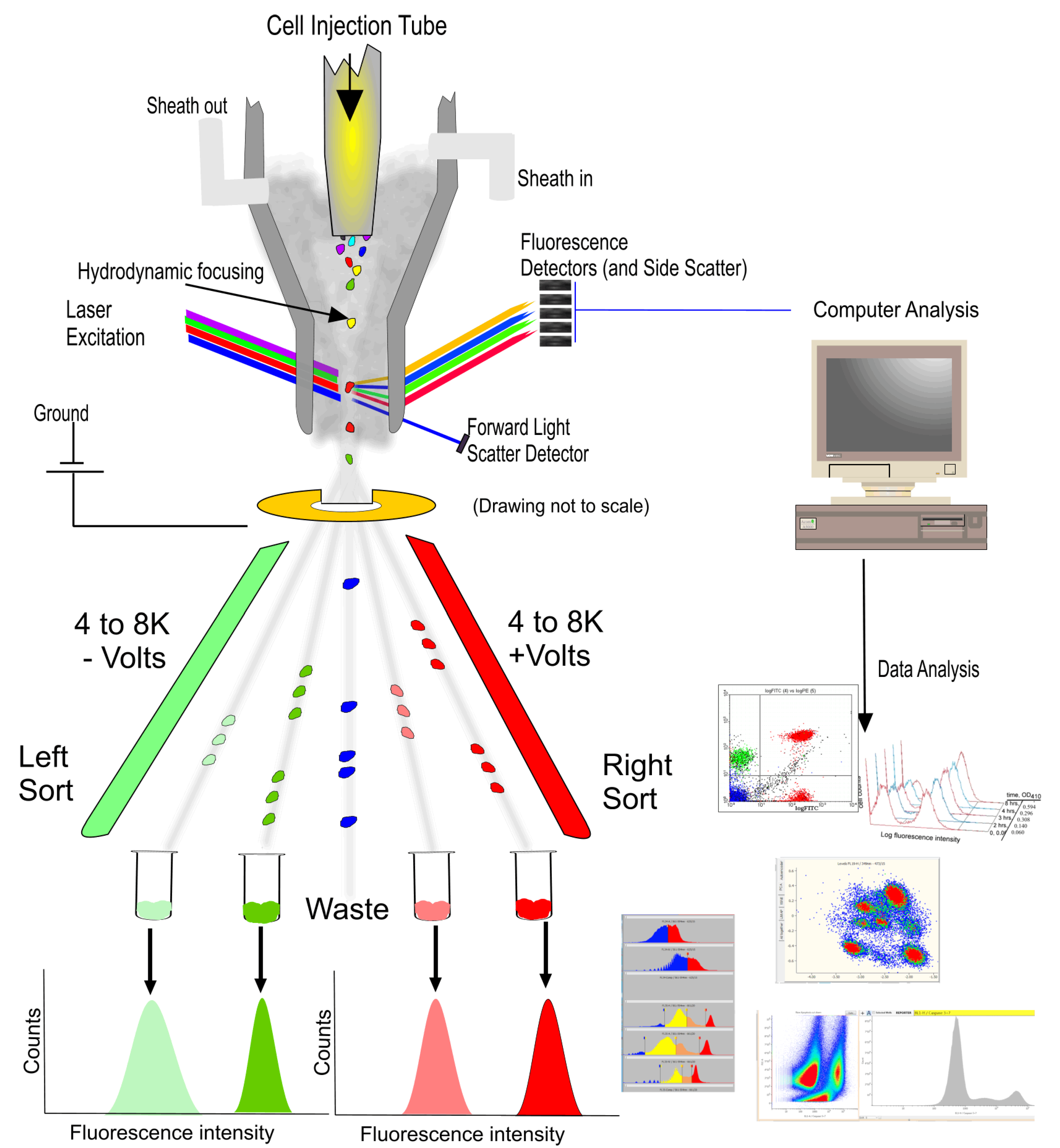 Flow Cytometry Service | MtoZ Biolabs