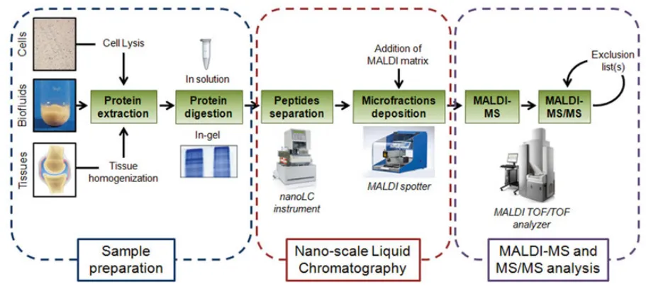 MALDI-TOF Peptide Molecular Weight Identification Service | MtoZ Biolabs