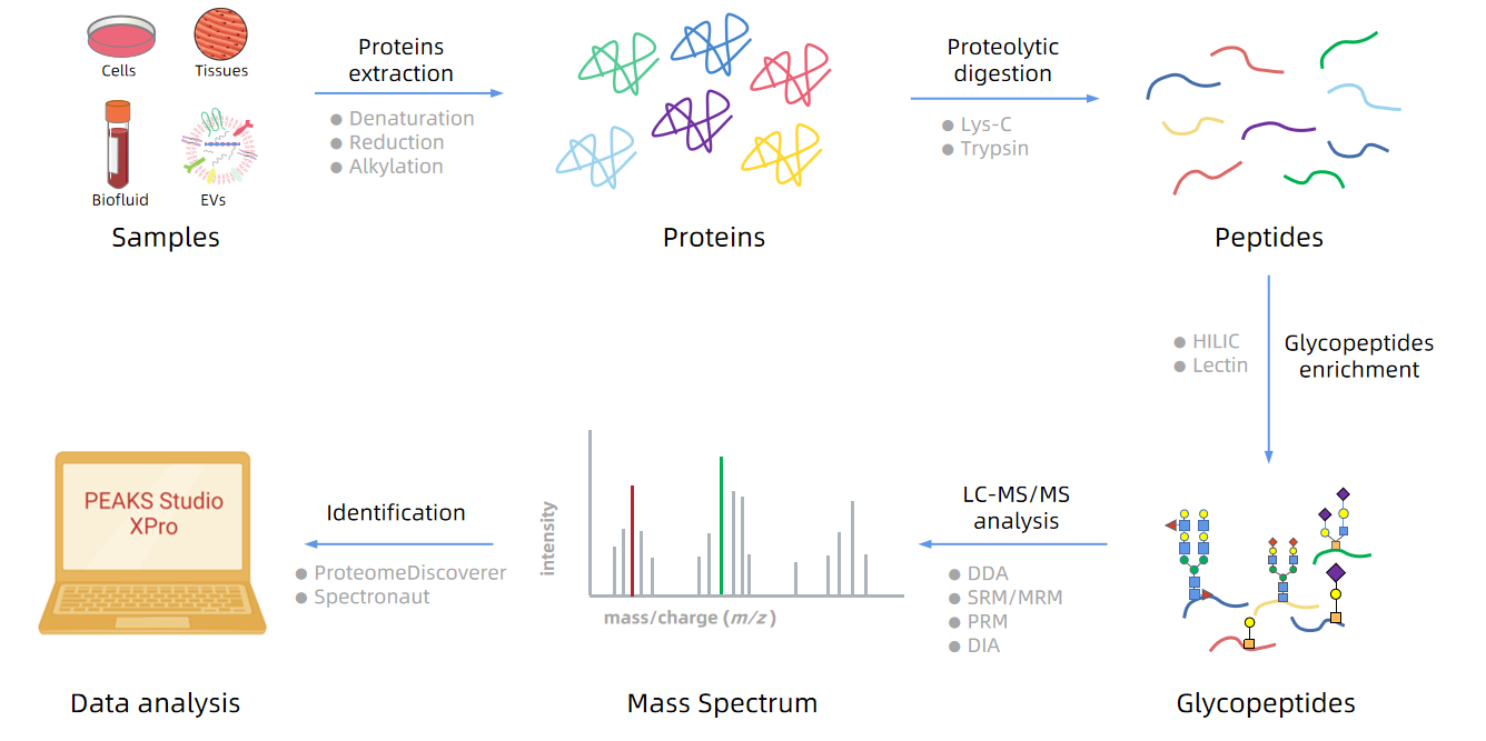 Glycopeptide Identification Service | MtoZ Biolabs