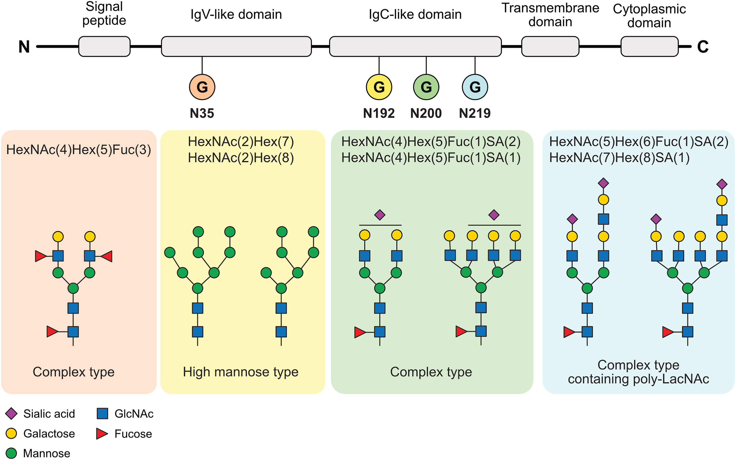 Targeted Glycosylation Analysis Service | MtoZ Biolabs