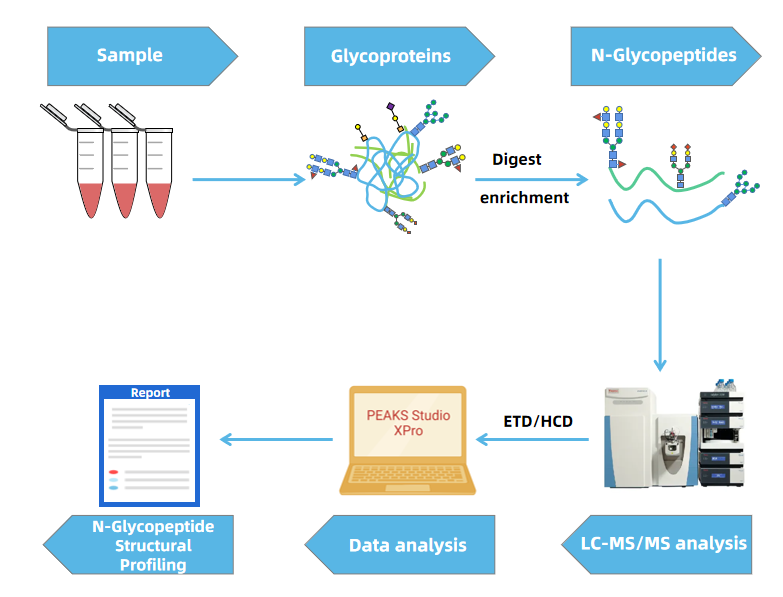 N-Glycopeptide Structural Profiling Service | MtoZ Biolabs