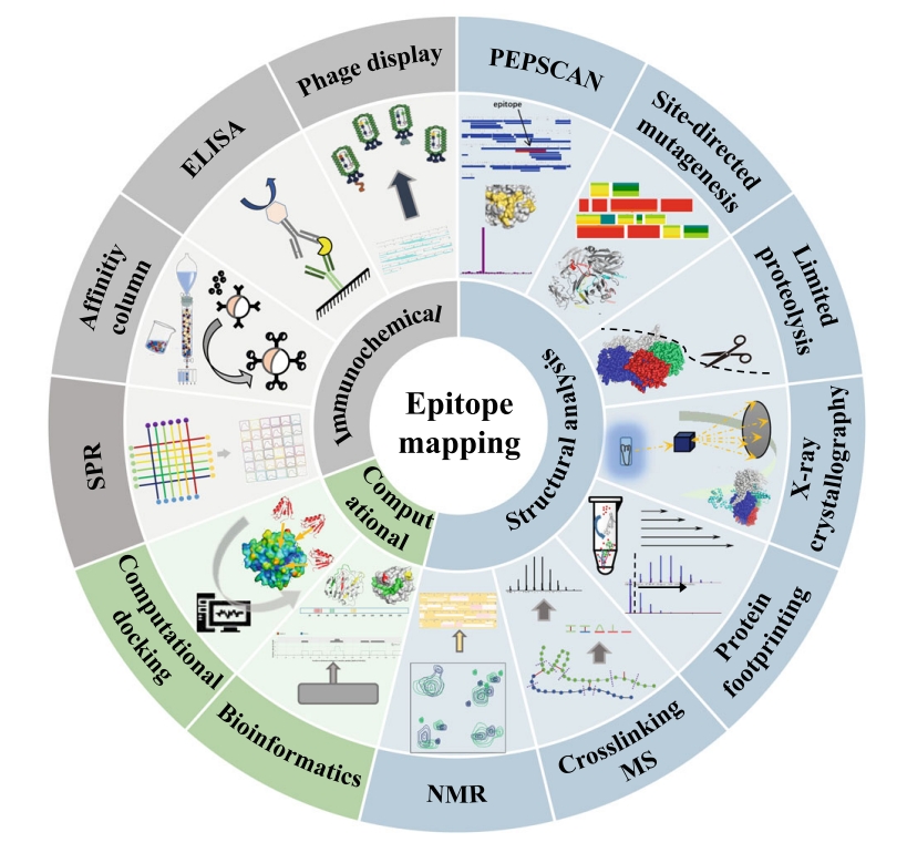 High-Throughput Peptide Epitope Mapping Service | MtoZ Biolabs