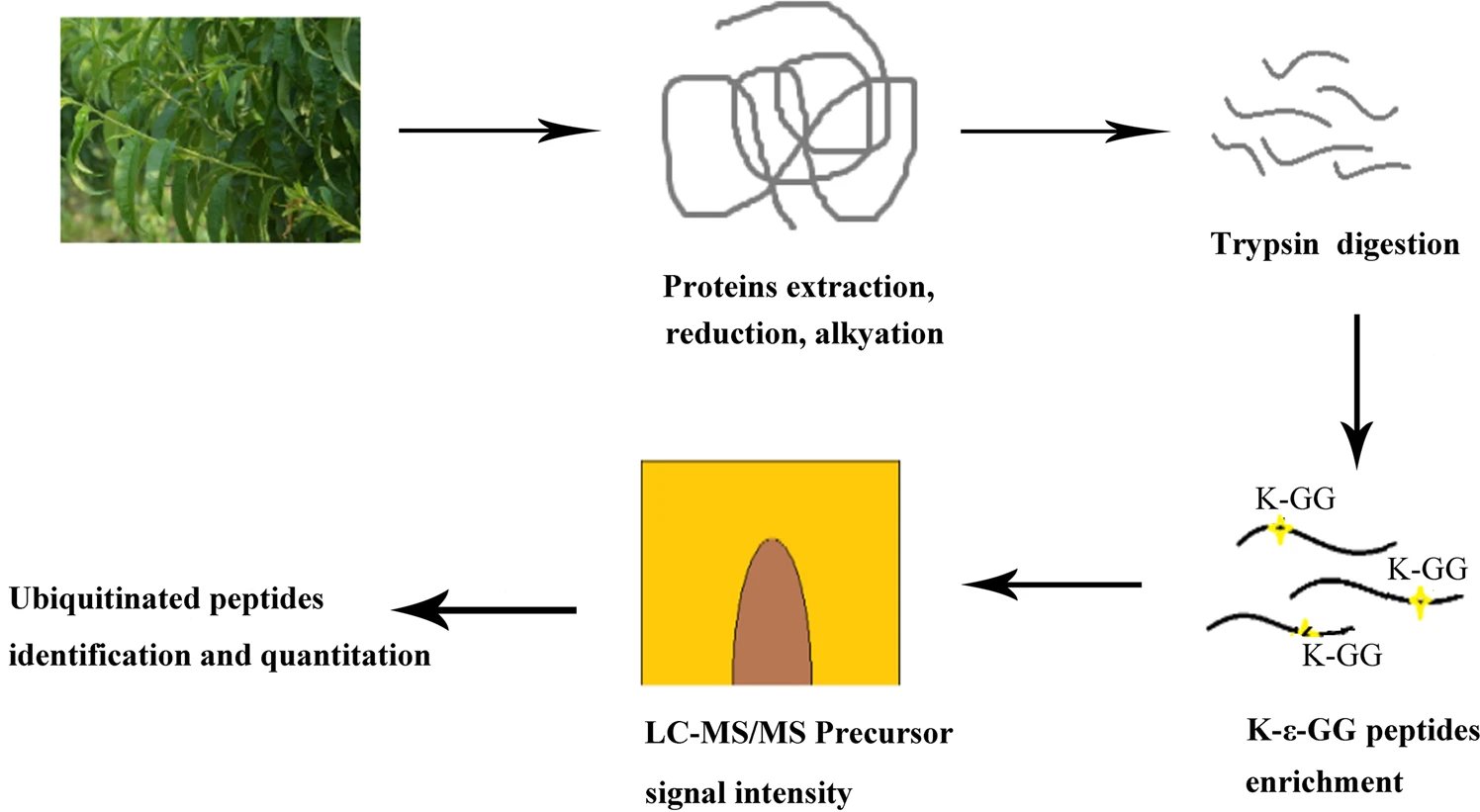 Plant Ubiquitinated Proteomics Analysis Service | MtoZ Biolabs