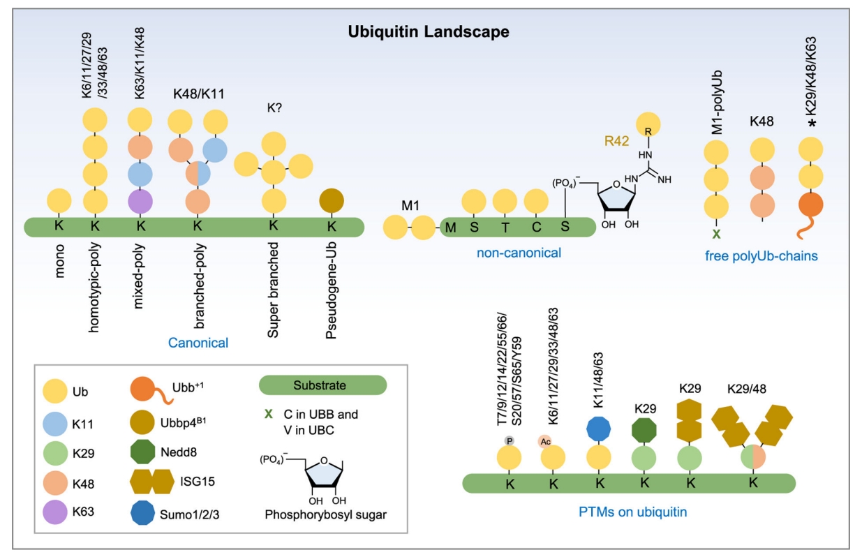 Plant Ubiquitinated Proteomics Analysis Service | MtoZ Biolabs