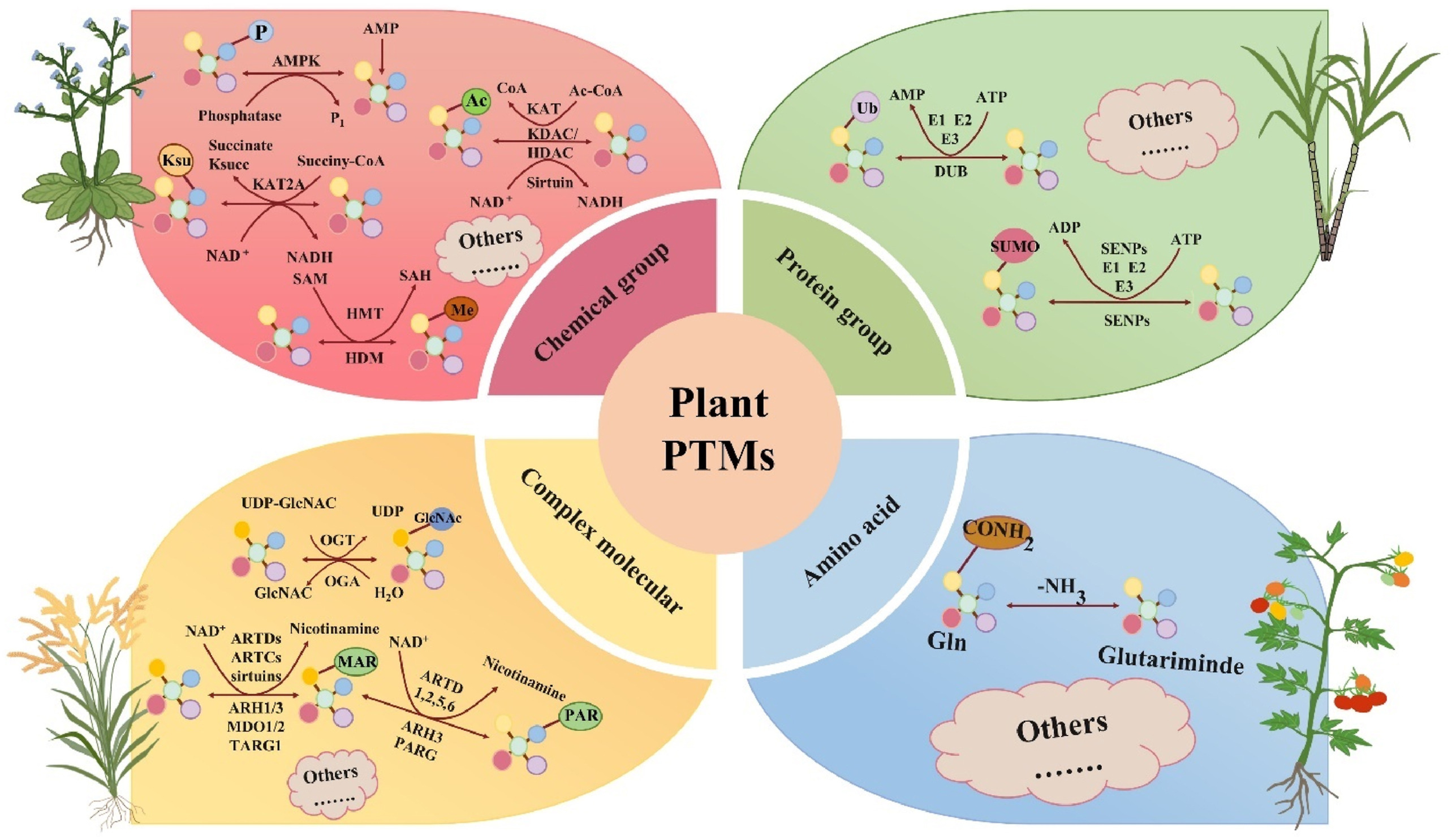 Plant Protein PTM Proteomics Service | MtoZ Biolabs